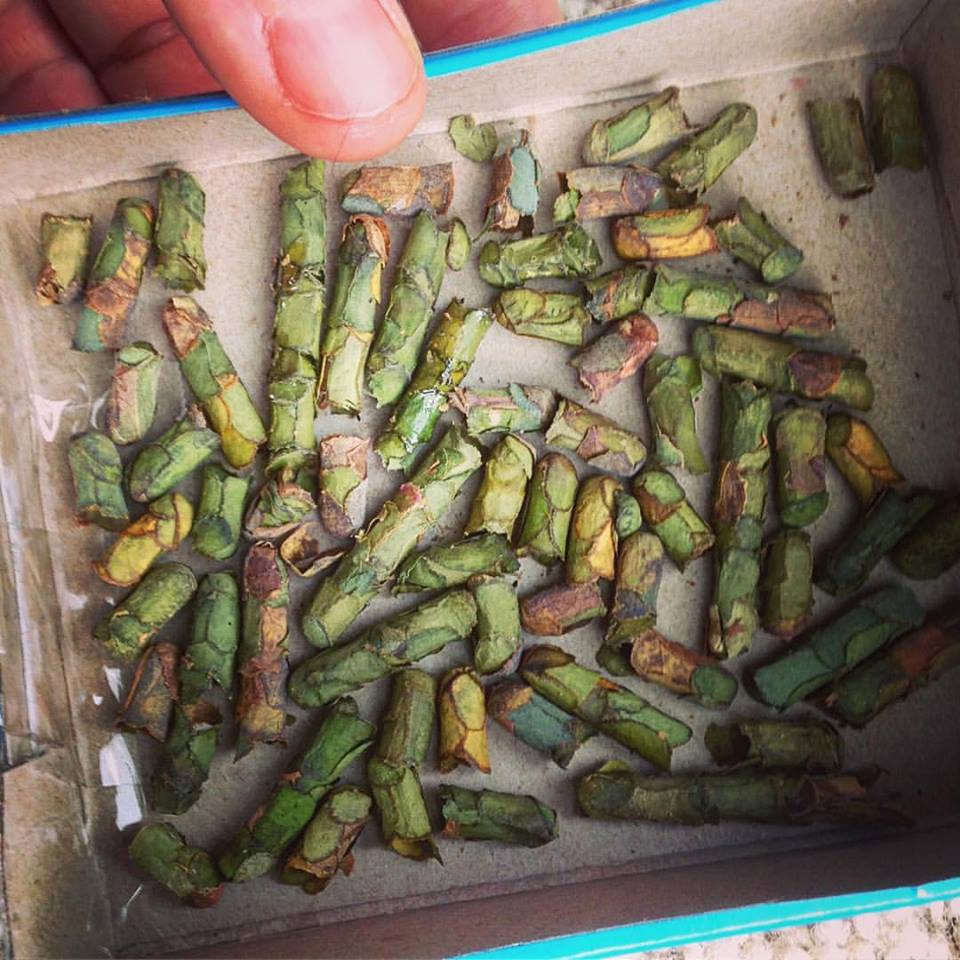 The Humble Yet Magnificent Bee - Wenatchee Outdoors