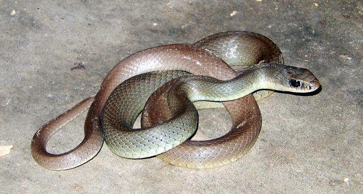 Yellow belly racer | Wenatchee Outdoors