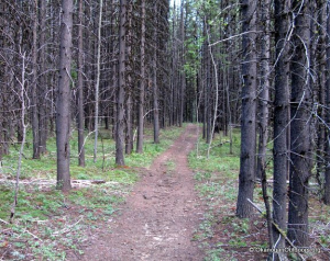 Loomis State Forest-All Trails - Wenatchee Outdoors