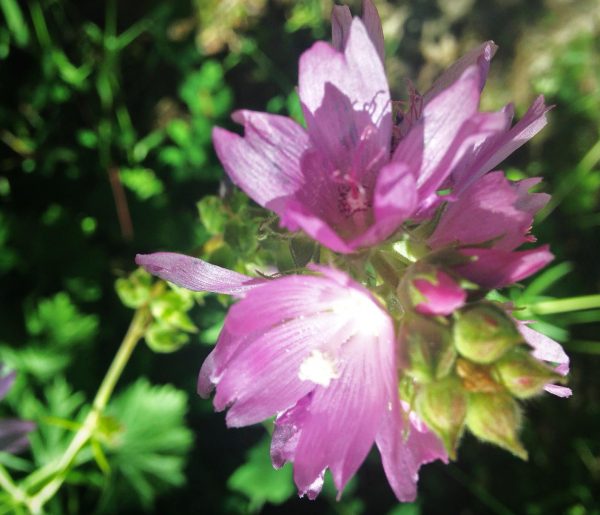 Flower Hunt: Tallying Chelan County's Rare checker-mallow - Wenatchee ...