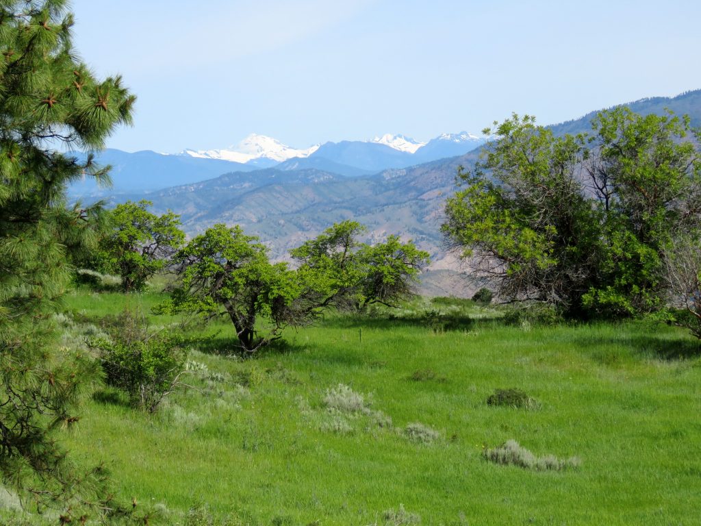 Forty for Forty: Birding at Horse Lake Reserve – Wenatchee Outdoors