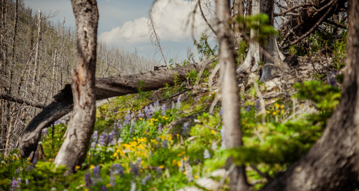 Wenatchee Outdoors - Inspire, guide, and connect our outdoor community.